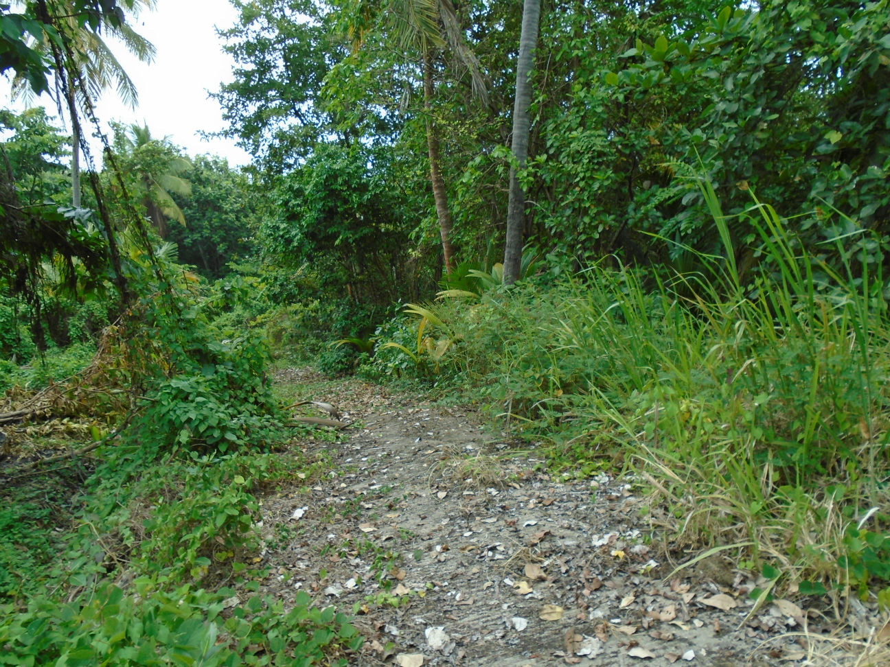 Land For Sale at North-End, Marigot - Millenia Realty Dominica